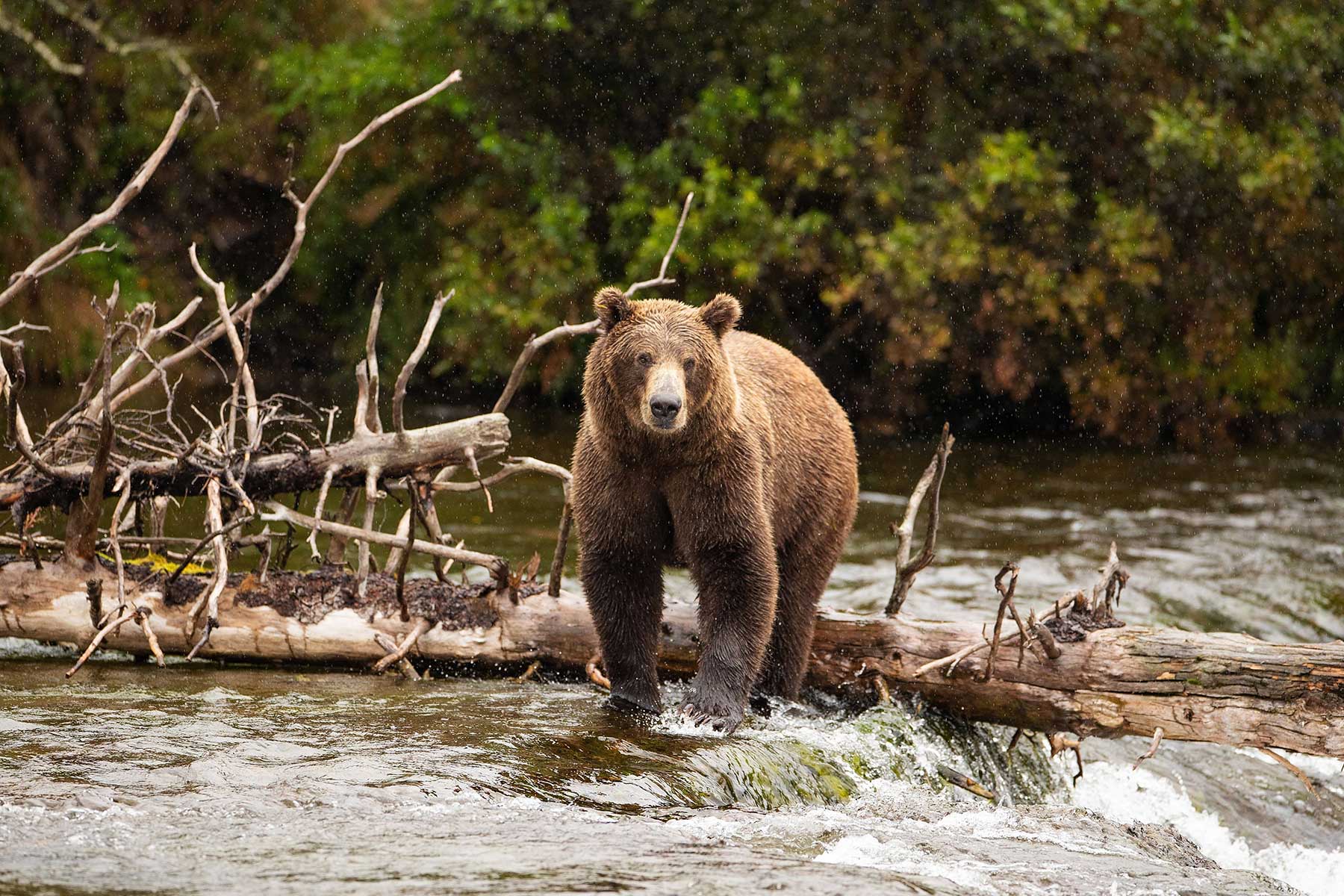 Seasonal Bear & Eagle Viewing Tours - Alaska Nature Tours